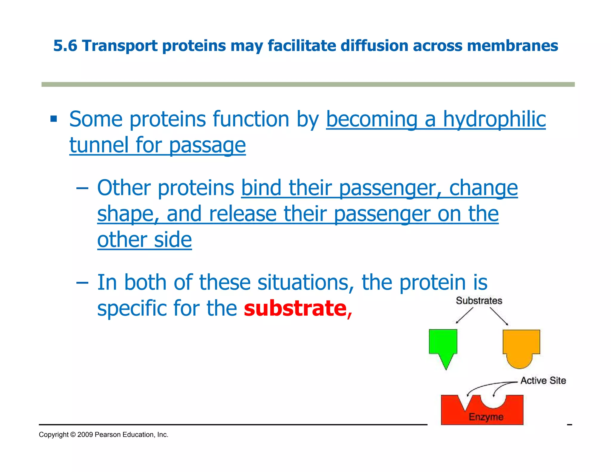 Chapter 5 the working cells [compatibility mode] | PPT