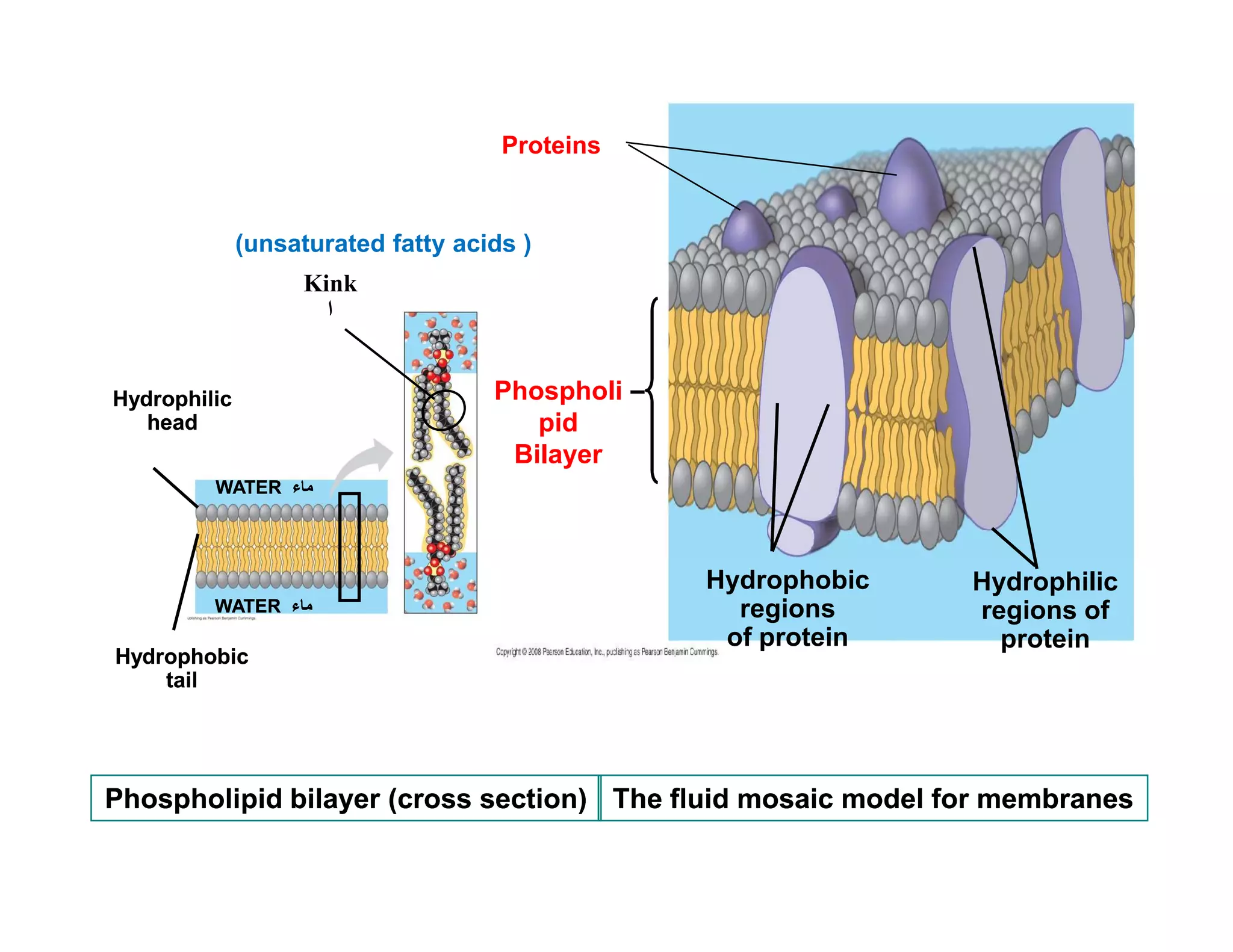 Chapter 5 the working cells [compatibility mode] | PDF