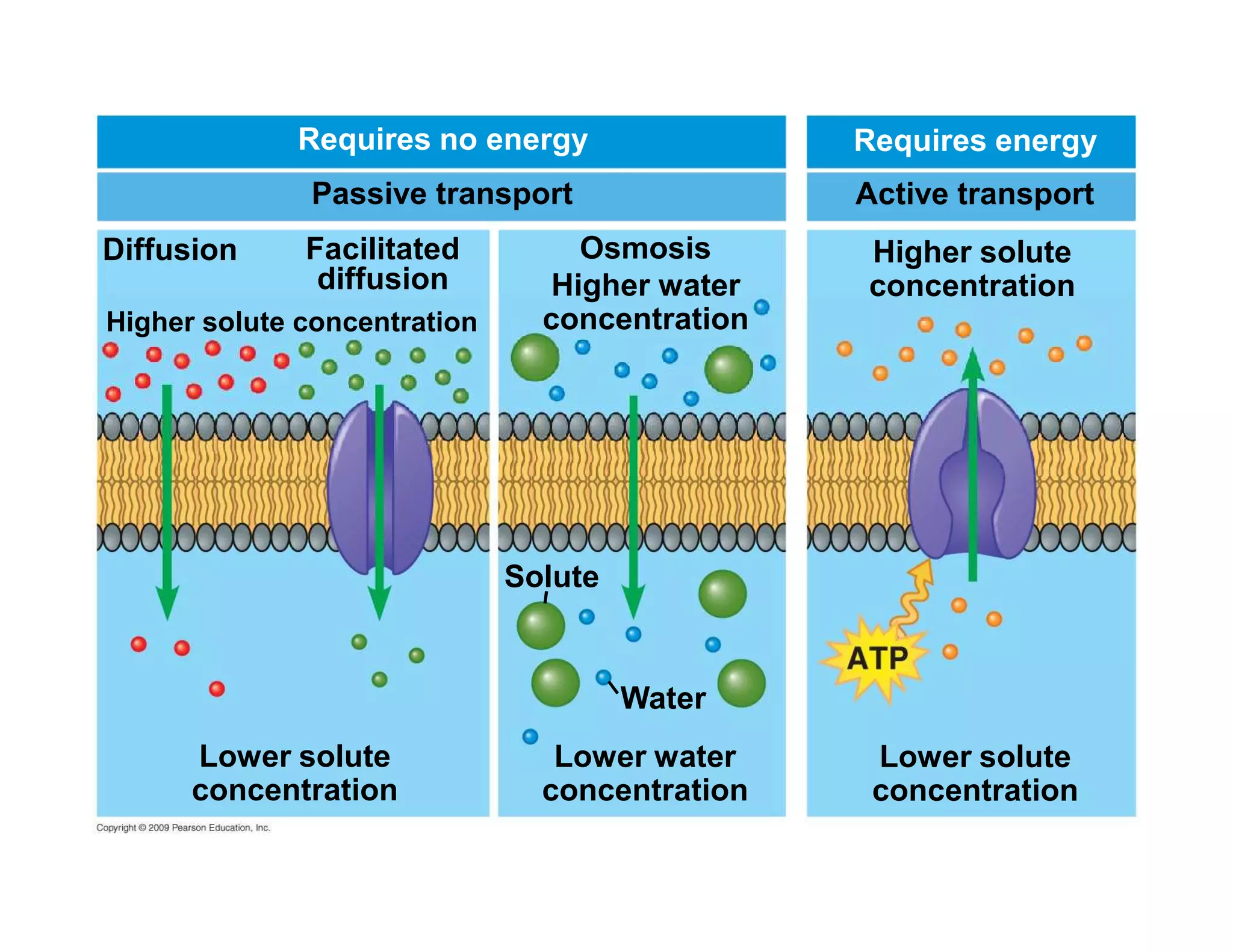 Chapter 5 the working cells [compatibility mode] | PPT