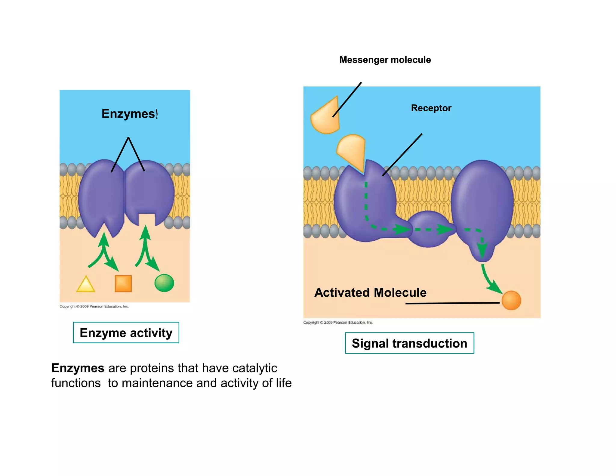 Chapter 5 the working cells [compatibility mode] | PPT