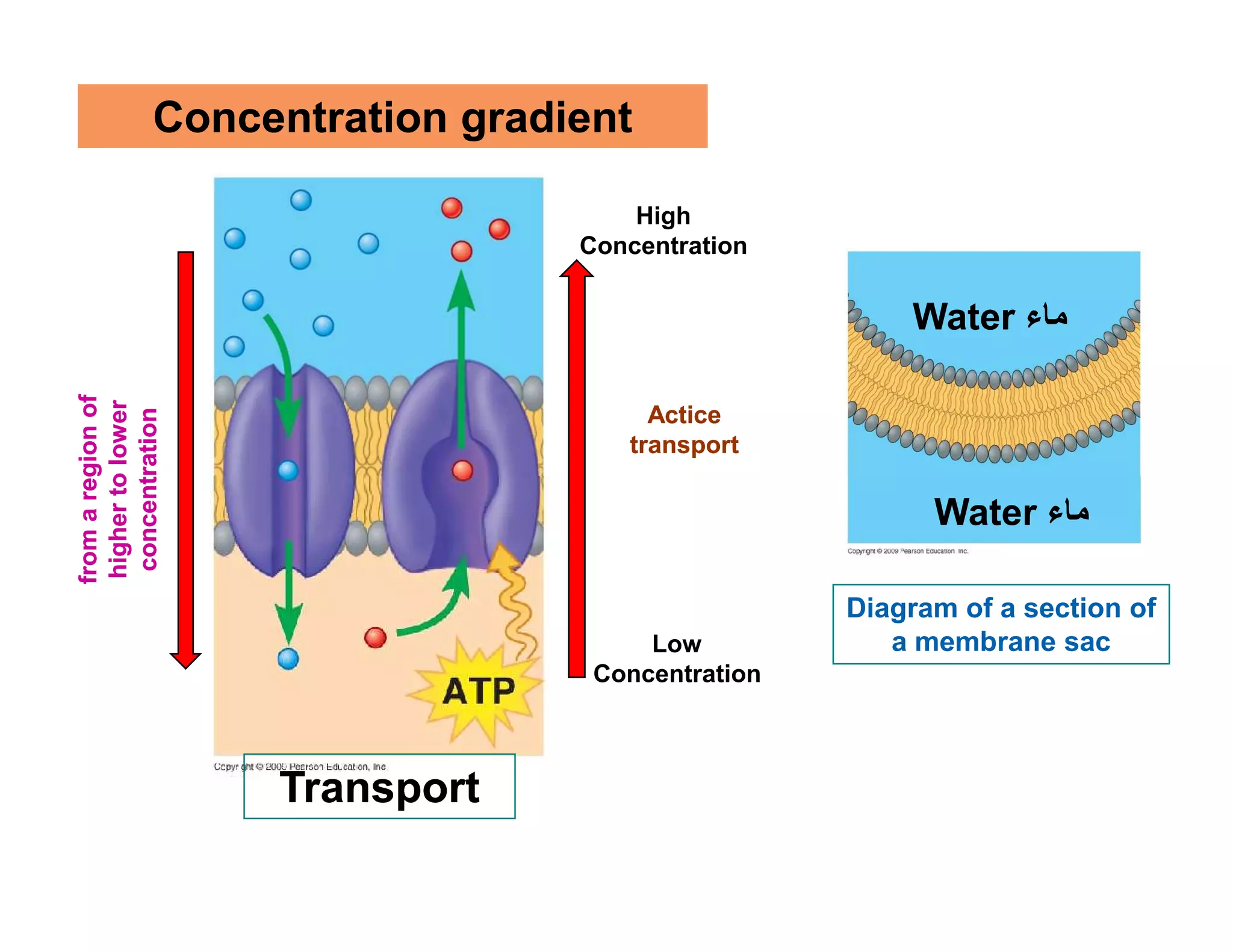Chapter 5 the working cells [compatibility mode] | PPT