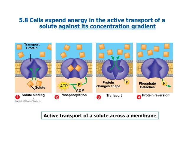 Chapter 5 the working cells [compatibility mode] | PPT