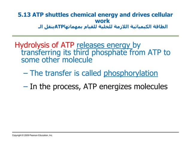 Chapter 5 the working cells [compatibility mode] | PPT