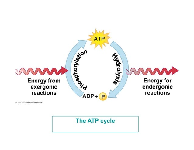 Chapter 5 the working cells [compatibility mode] | PPT