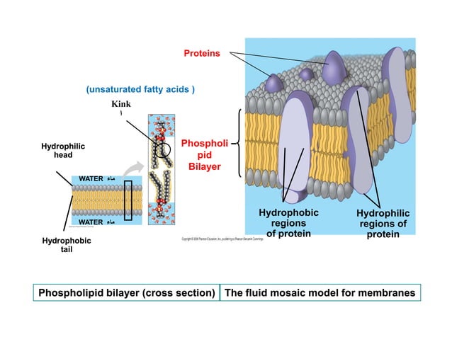 Chapter 5 the working cells [compatibility mode] | PPT