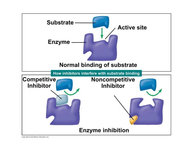 Chapter 5 the working cells [compatibility mode] | PPT