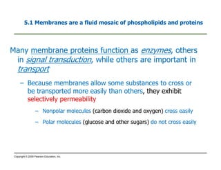 Chapter 5 the working cells [compatibility mode] | PPT