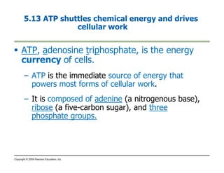 Chapter 5 the working cells [compatibility mode] | PDF