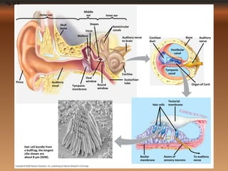 Chapter 50 ppt max chandler ii[1] | PPTX