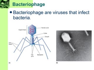 Chapter+5,+25,+37 (microbiology) 8th edition | PPT