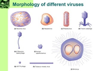 Chapter+5,+25,+37 (microbiology) 8th edition | PPT