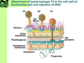 Chapter+5,+25,+37 (microbiology) 8th edition | PPT