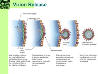 Chapter+5,+25,+37 (microbiology) 8th edition | PPT