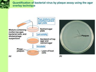 Chapter+5,+25,+37 (microbiology) 8th edition | PPT