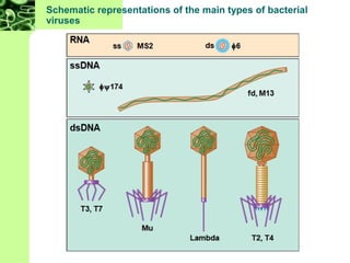 Chapter+5,+25,+37 (microbiology) 8th edition | PPT