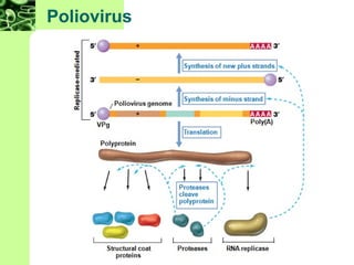 Chapter+5,+25,+37 (microbiology) 8th edition | PPT