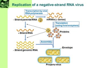 Chapter+5,+25,+37 (microbiology) 8th edition | PPT