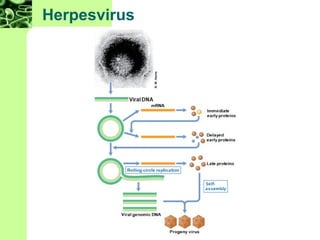 Chapter+5,+25,+37 (microbiology) 8th edition | PPT