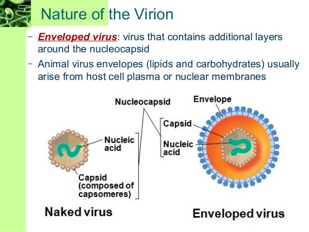 Chapter+5,+25,+37 (microbiology) 8th edition