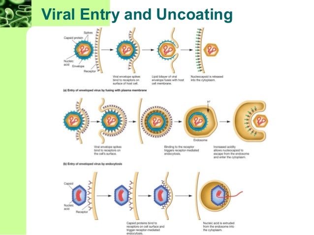Chapter+5,+25,+37 (microbiology) 8th edition