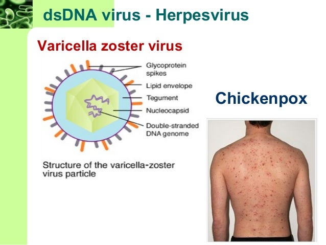 Varicella Virus Life Cycle