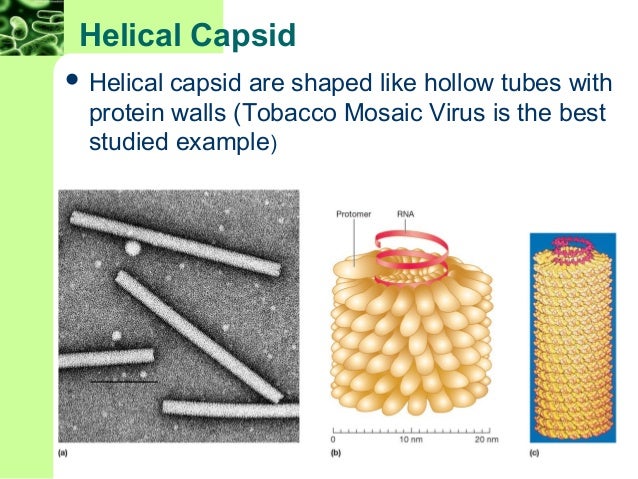 Chapter+5,+25,+37 (microbiology) 8th edition