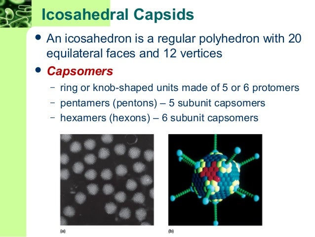 Chapter+5,+25,+37 (microbiology) 8th edition
