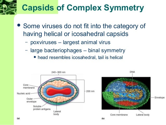 Chapter+5,+25,+37 (microbiology) 8th edition