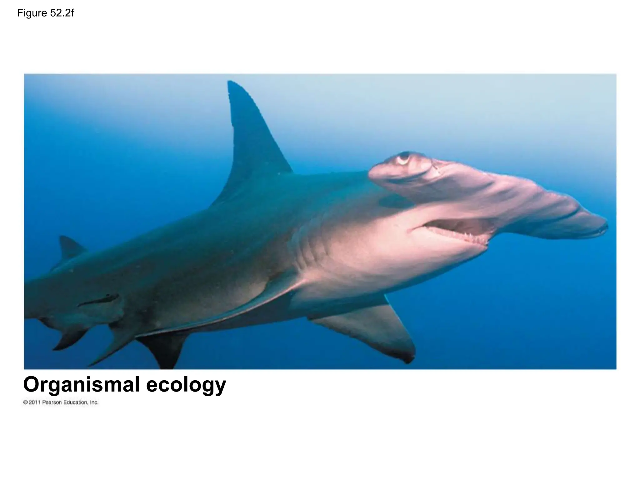 Introduction to Ecosystem and Ecology and the Biospehere | PPT