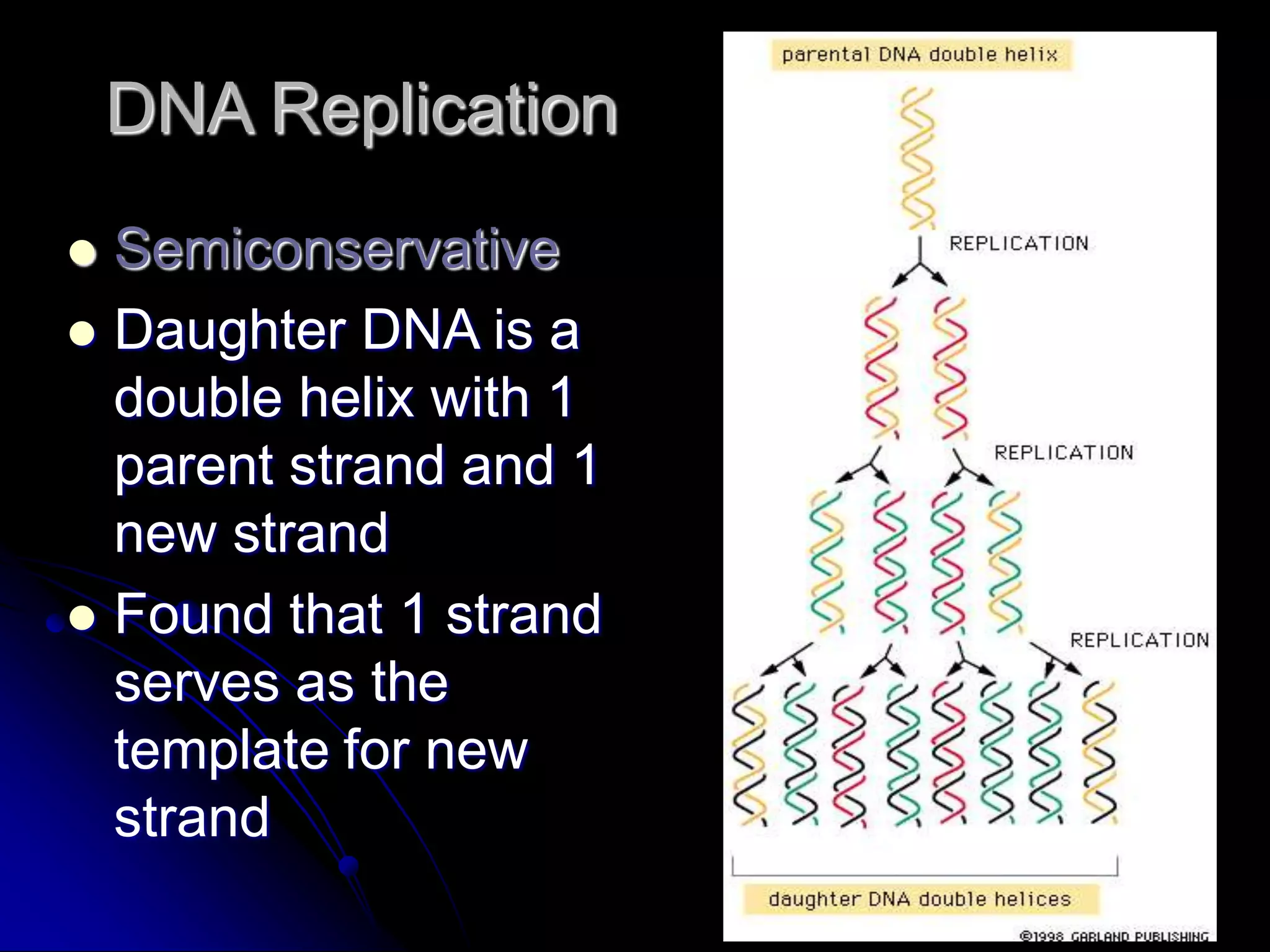 Chapter 5 & 6 - DNA & DNA Replication.ppt | Biological Sciences | Science