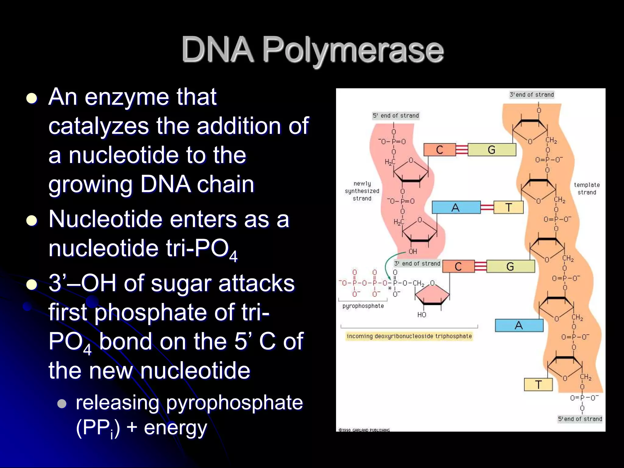 Chapter 5 & 6 - DNA & DNA Replication.ppt | Biological Sciences | Science