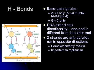 Chapter 5 & 6 - DNA & DNA Replication.ppt | Biological Sciences | Science