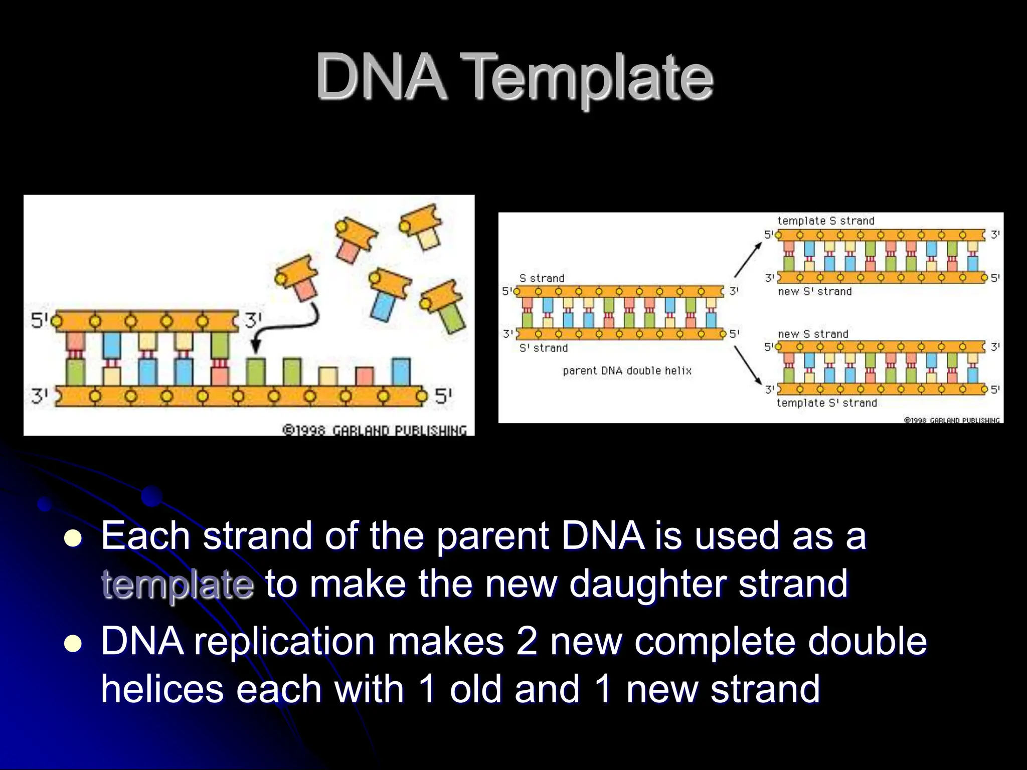 Chapter 5 & 6 - DNA & DNA Replication.ppt