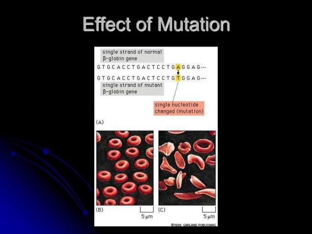Chapter 5 And 6 Dna And Dna Replication Ppt