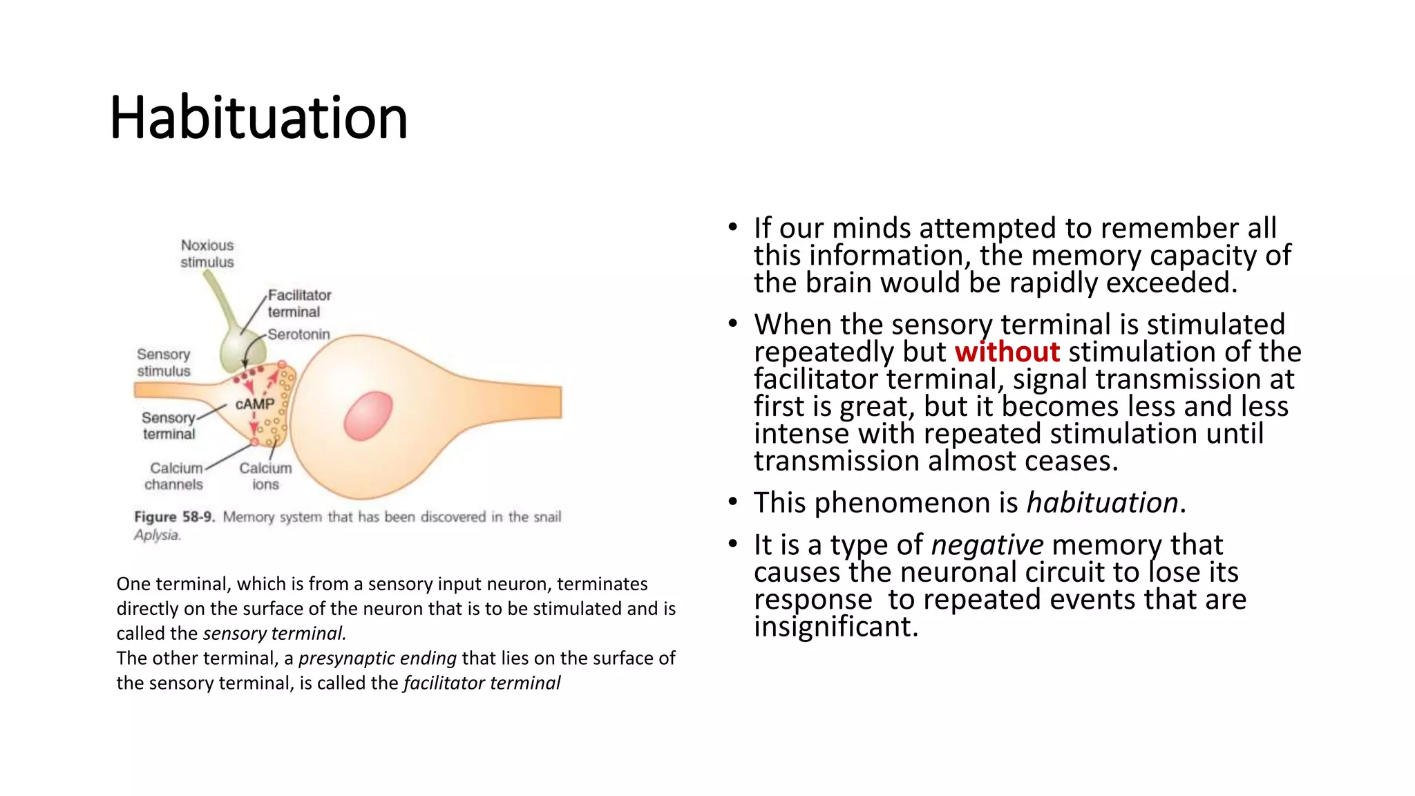 Chapter 58 cerebral cortex, intellectual functions | PPTX