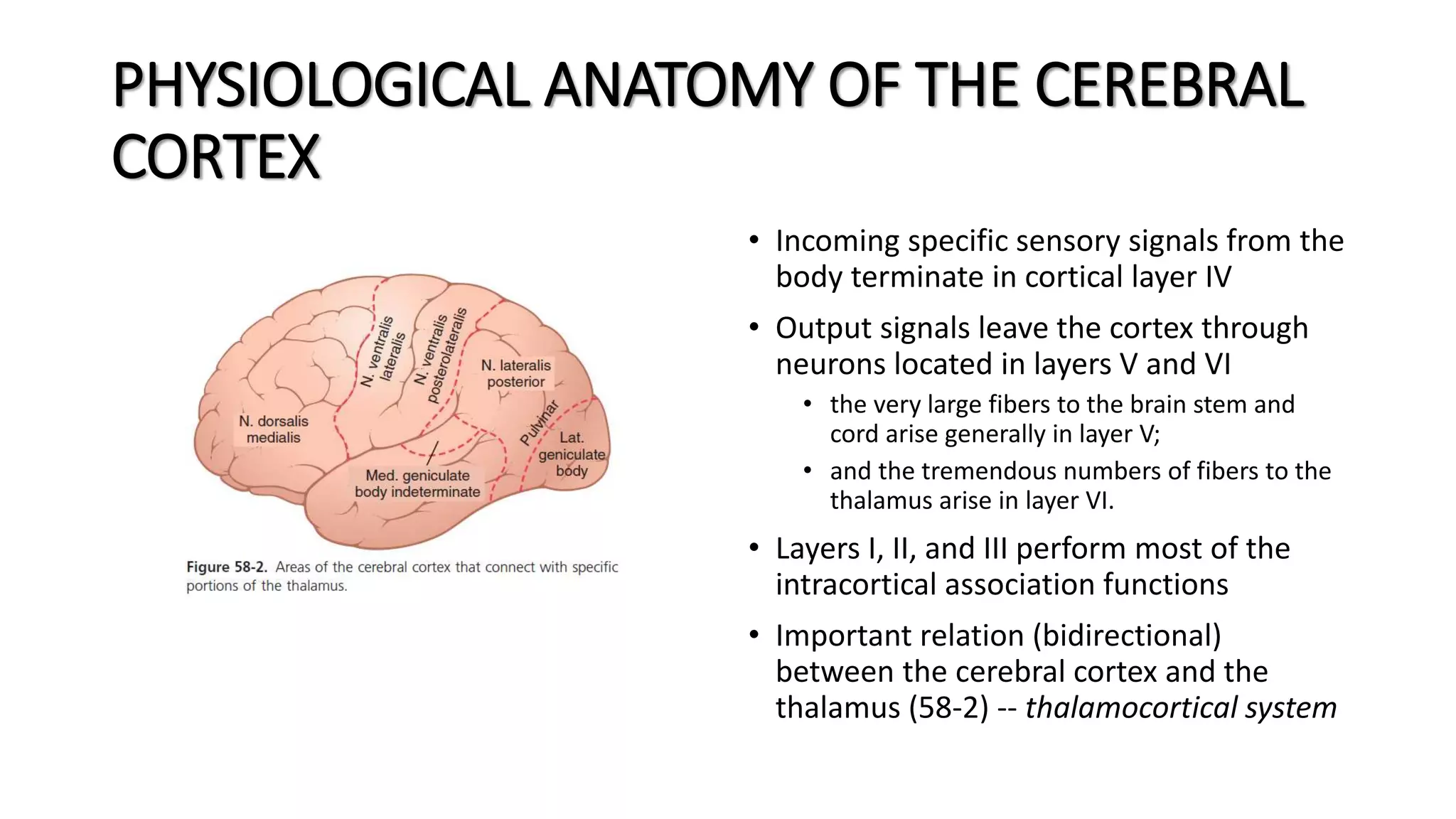 Chapter 58 cerebral cortex, intellectual functions | PPTX
