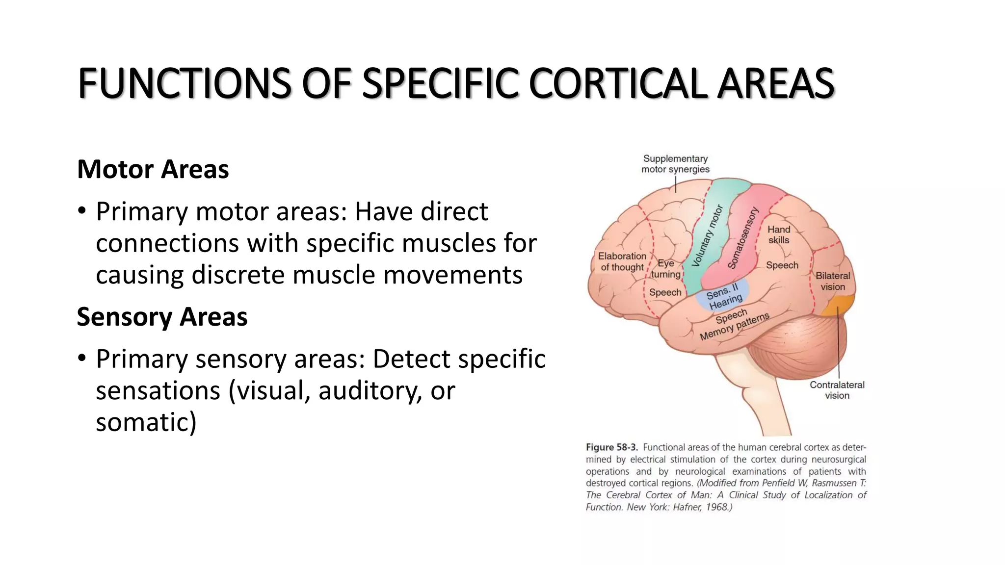 Chapter 58 cerebral cortex, intellectual functions | PPTX