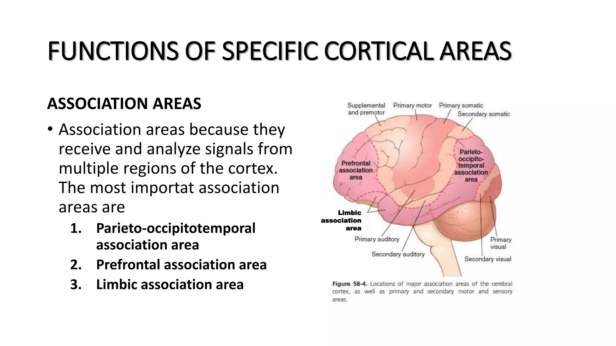 Chapter 58 cerebral cortex, intellectual functions | PPTX