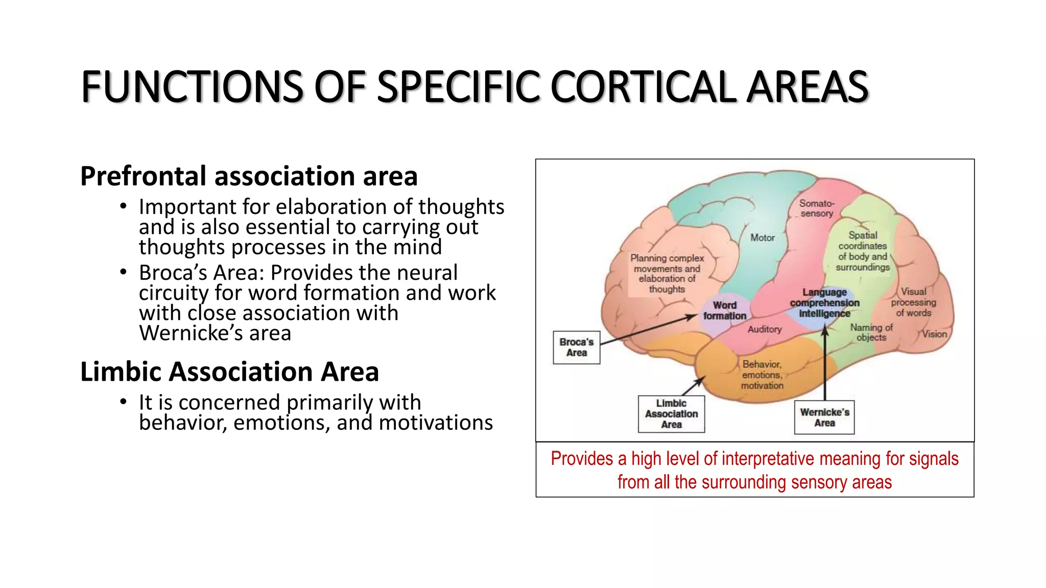 Chapter 58 cerebral cortex, intellectual functions | PPTX