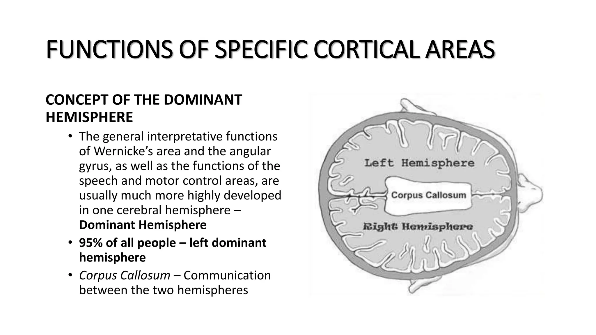 Chapter 58 cerebral cortex, intellectual functions | PPTX