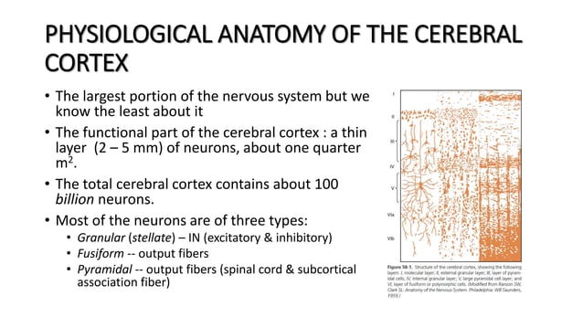 Chapter 58 cerebral cortex, intellectual functions | PPTX