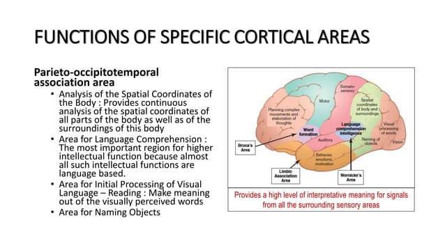 Chapter 58 cerebral cortex, intellectual functions | PPTX