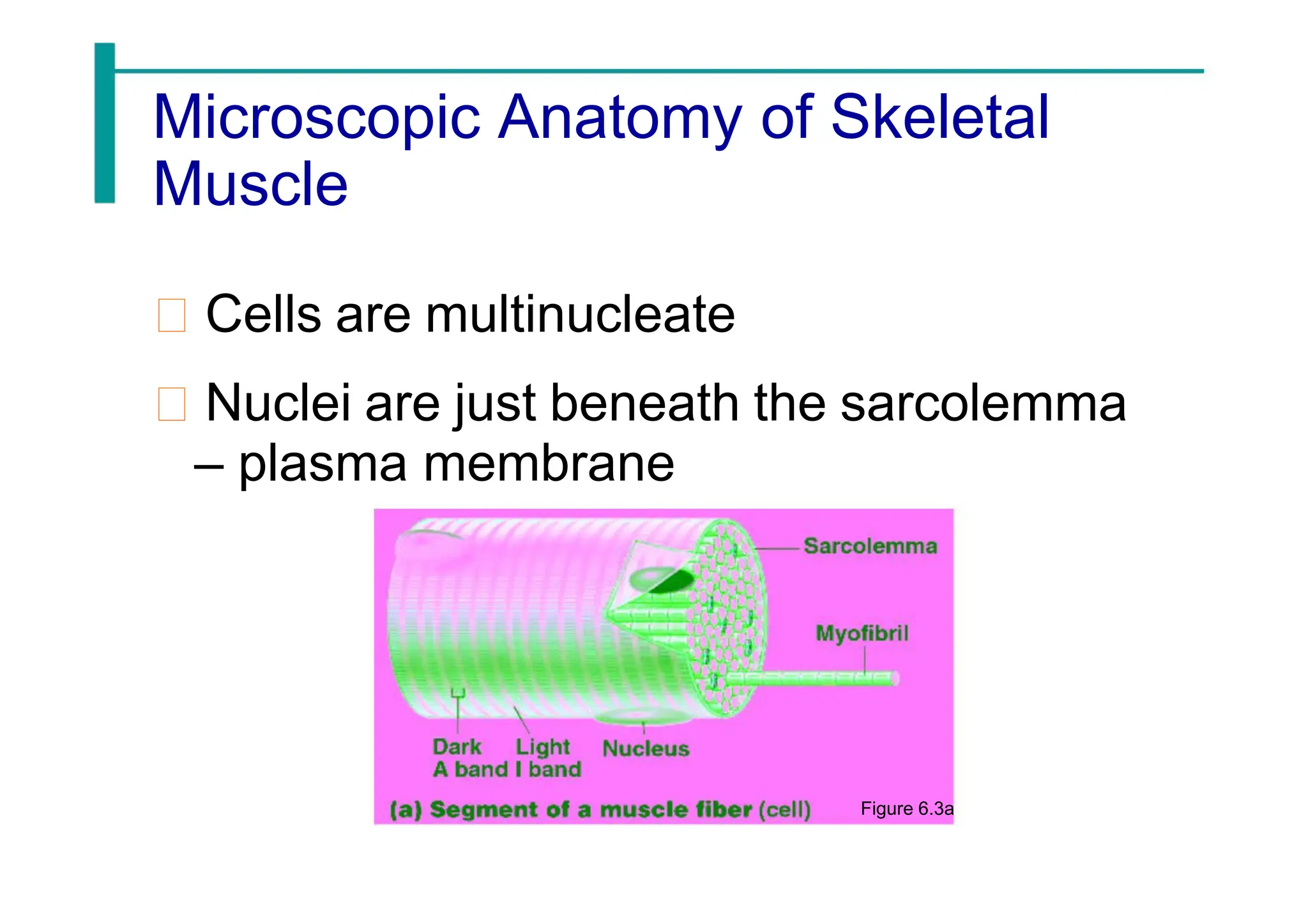 Chapter 5 A Muscular System.pdf123456789 | PDF