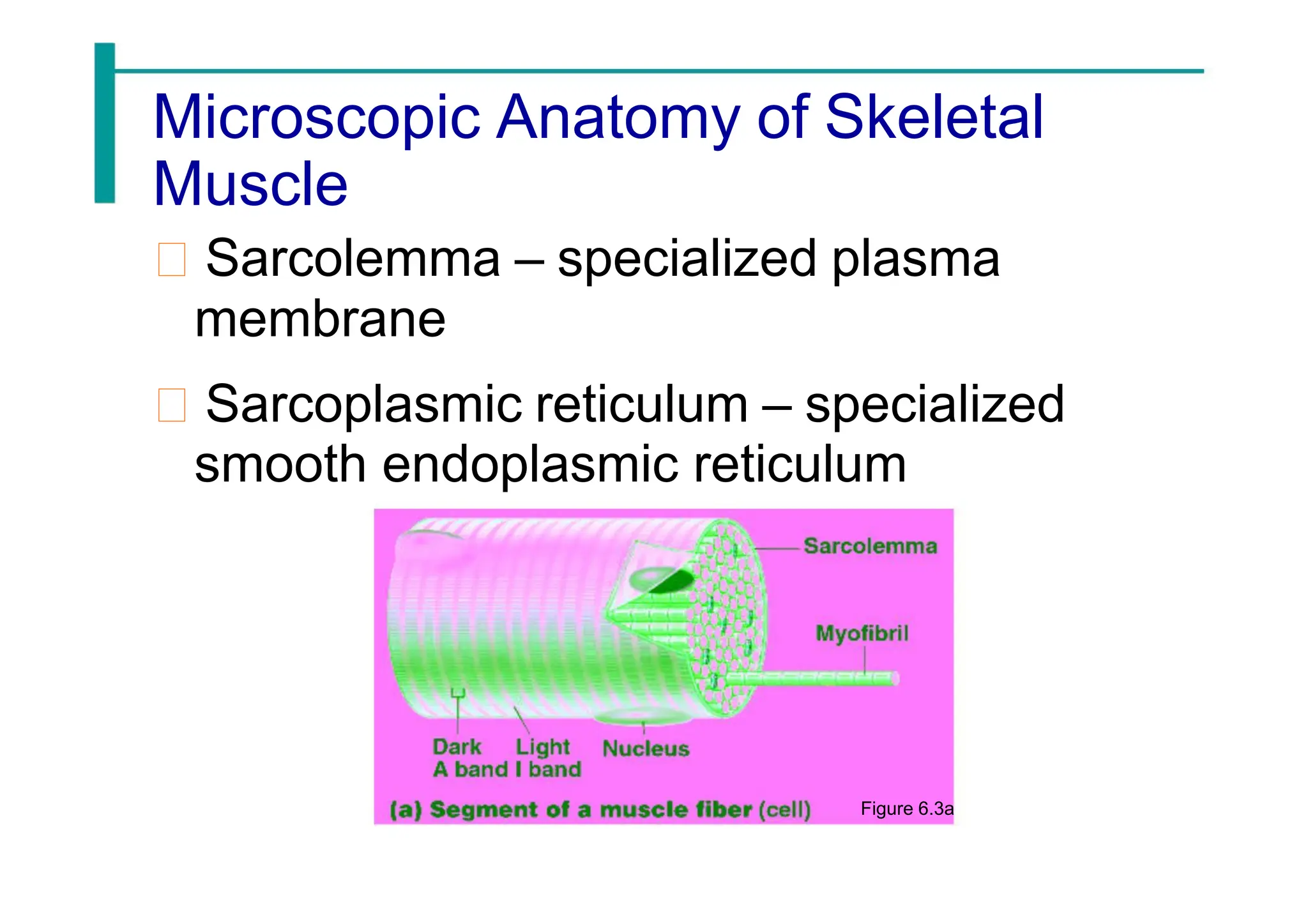 Chapter 5 A Muscular System.pdf123456789 | PDF