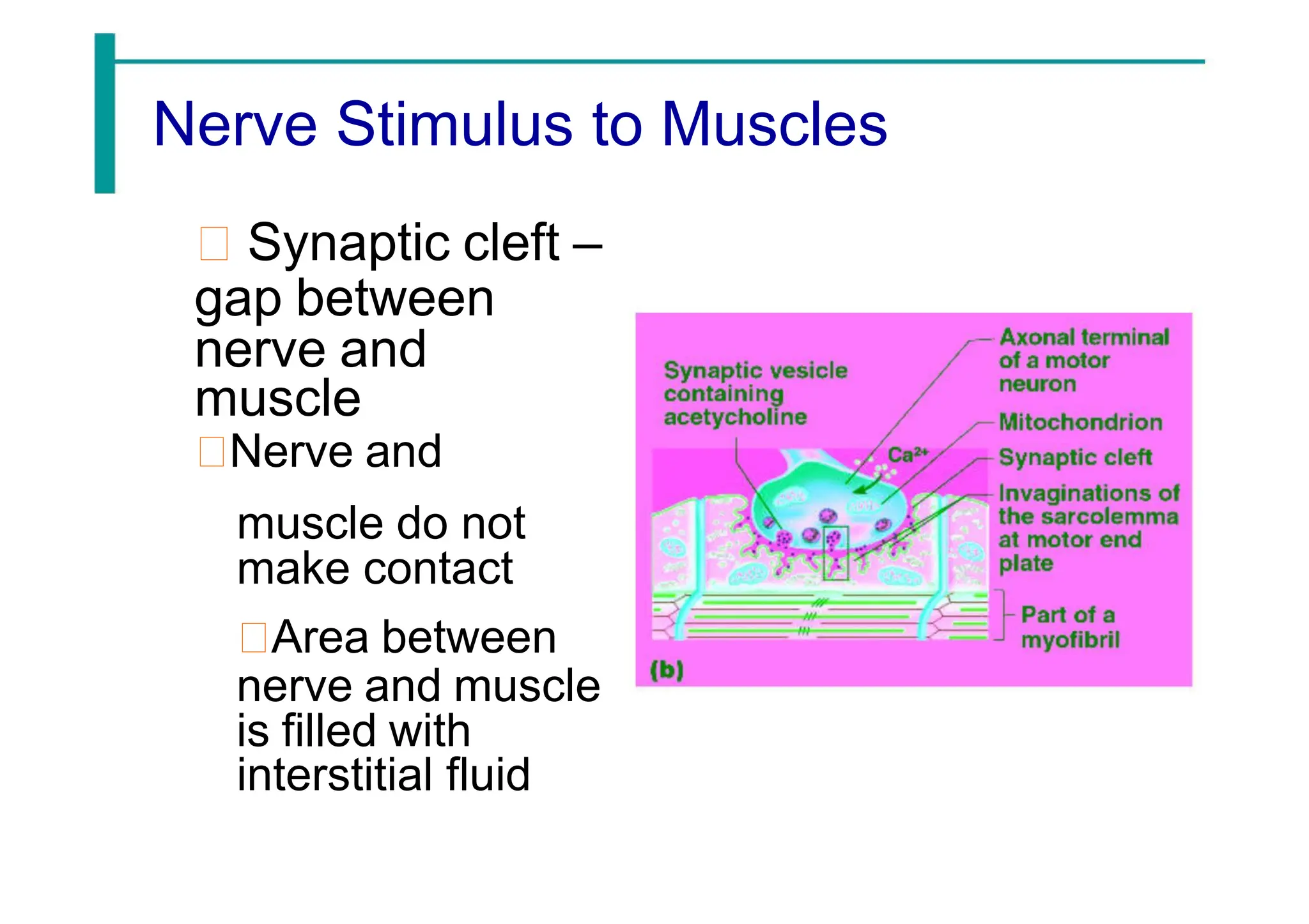 Chapter 5 A Muscular System.pdf123456789 | PDF