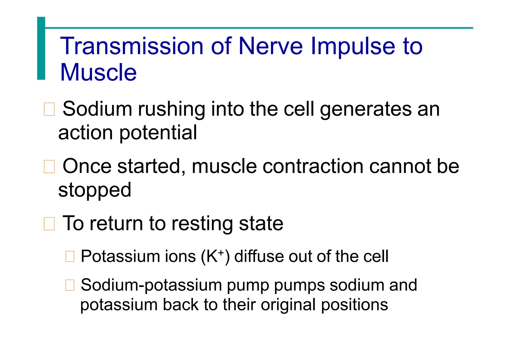 Chapter 5 A Muscular System.pdf123456789 | PDF
