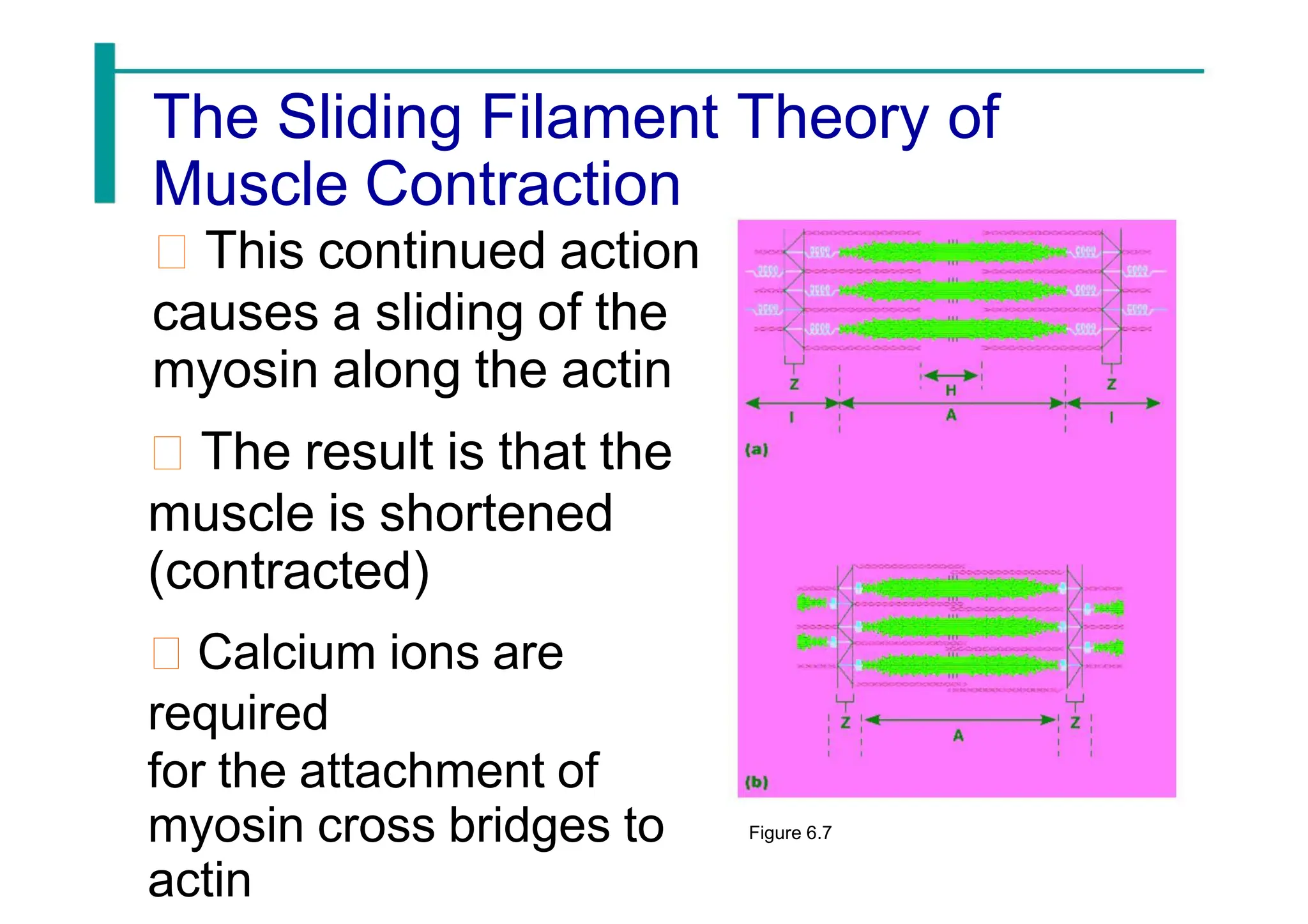 Chapter 5 A Muscular System.pdf123456789 | PDF