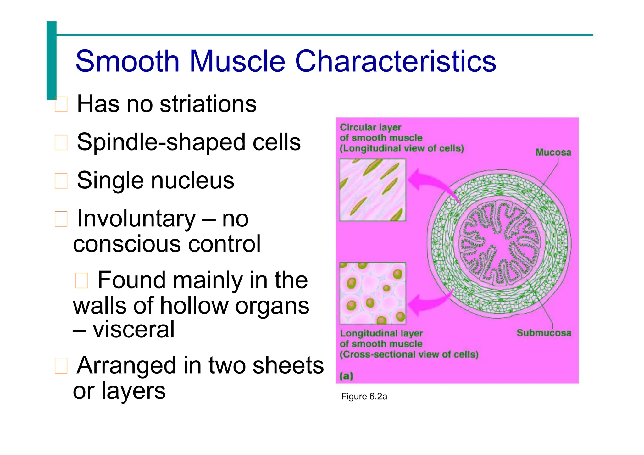 Chapter 5 A Muscular System.pdf123456789 | PDF