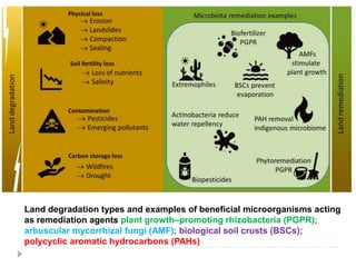 Chapter 5 Application of microbes in agro-biotechnology.pptx