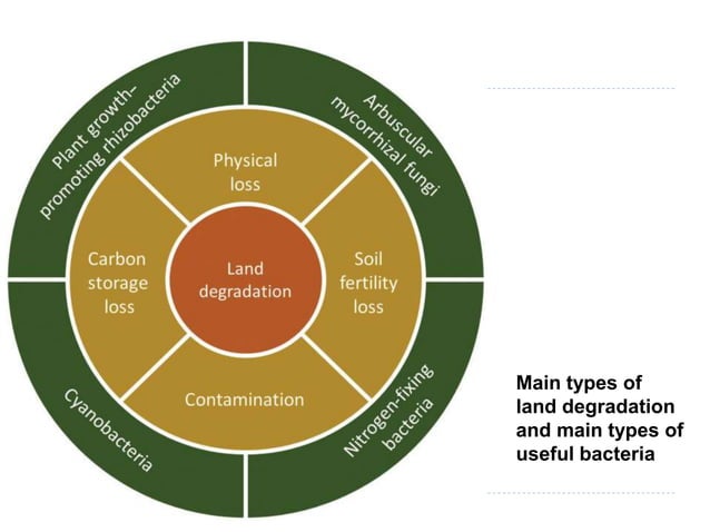 Chapter 5 Application of microbes in agro-biotechnology.pptx